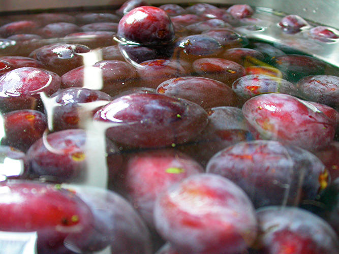 Mönchhof-Obst | Landpartie.de