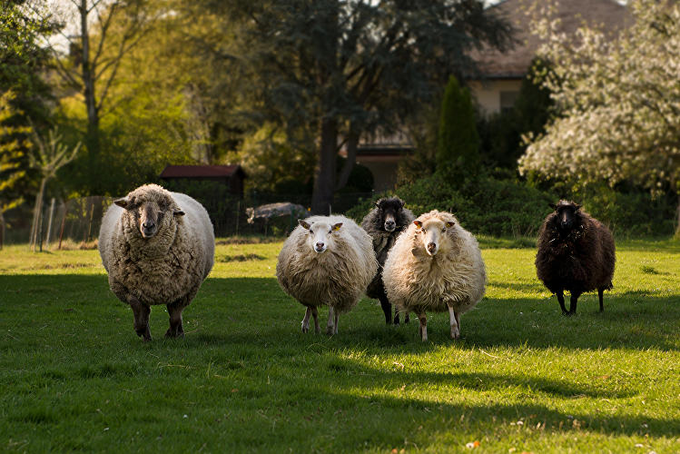 Five Sheep | Landpartie.de