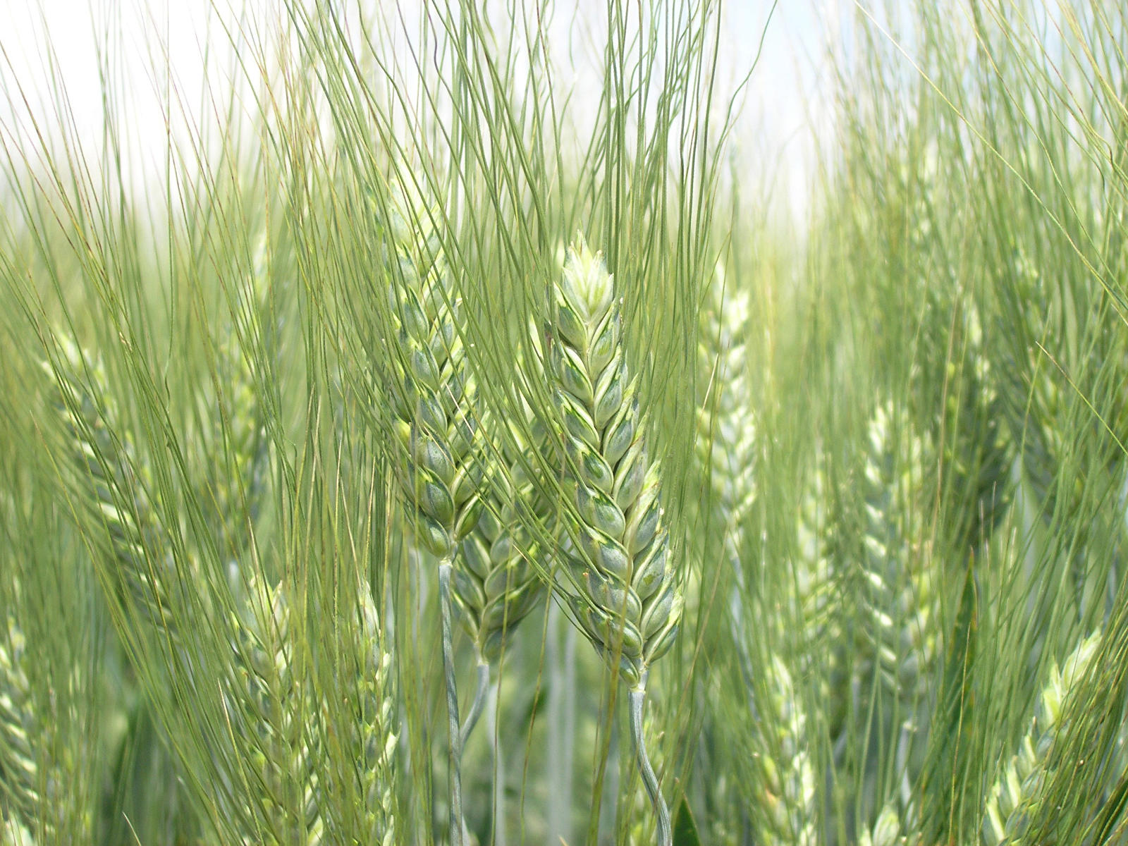 Emmer | Landpartie.de