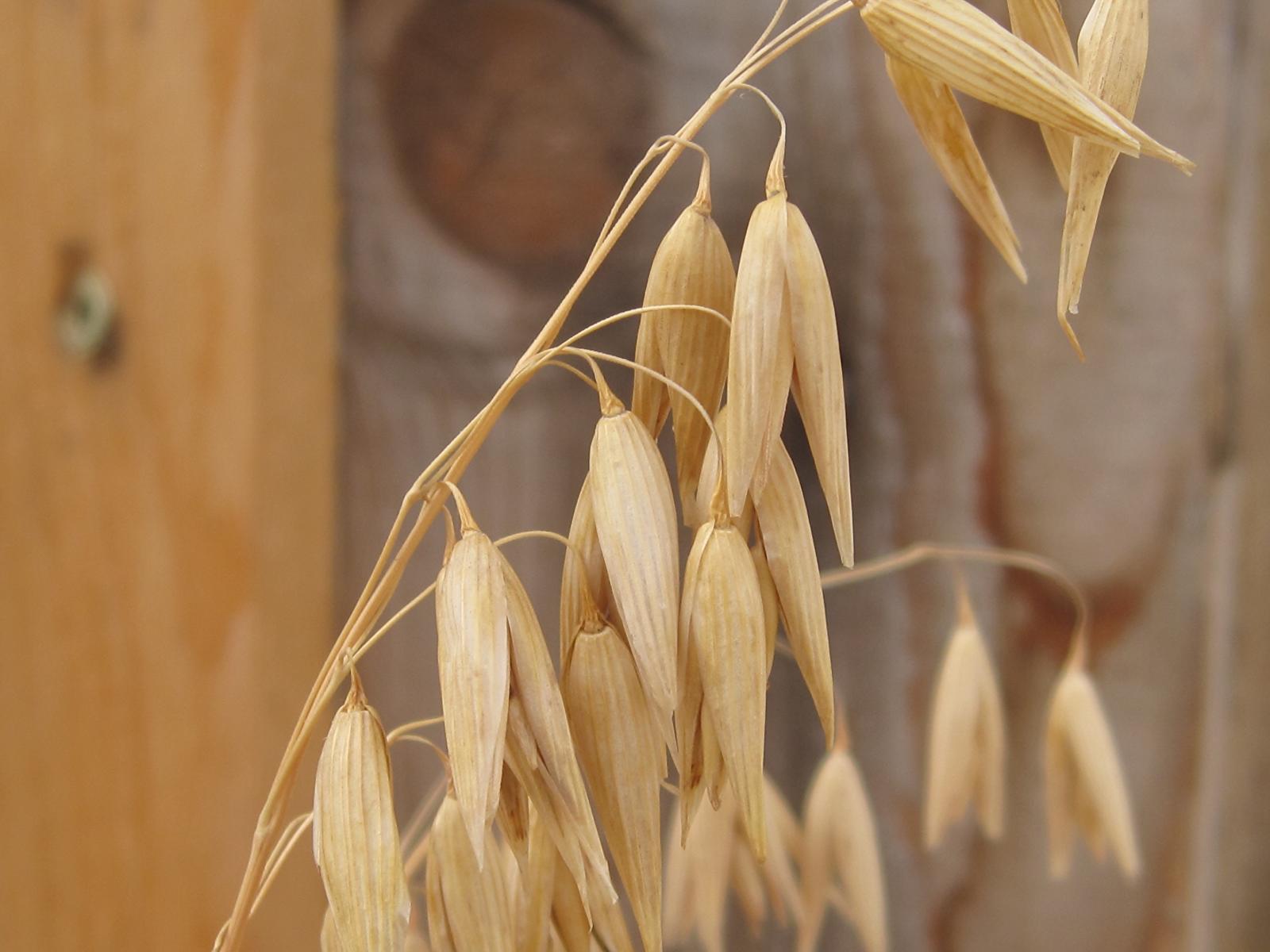 Hafer | Landpartie.de